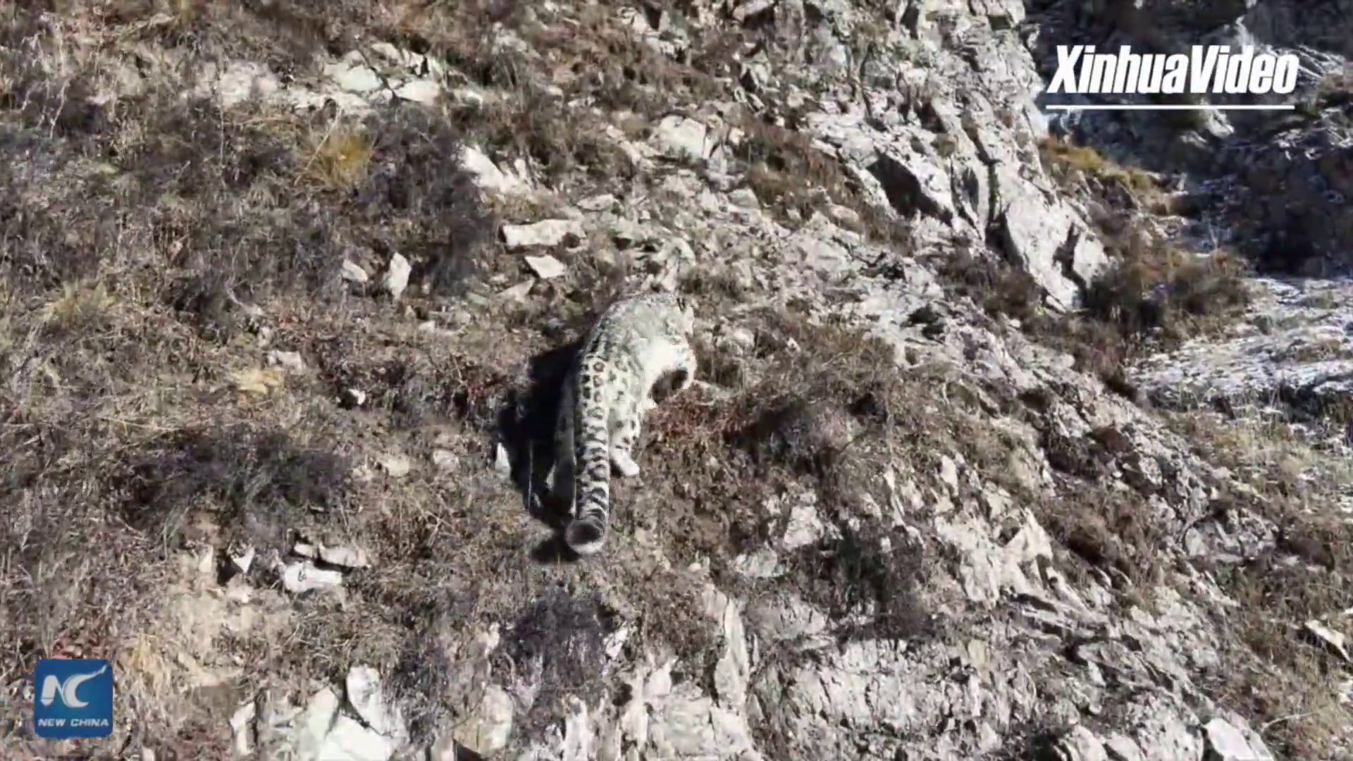 Cina: drone riprende raro leopardo delle nevi sui monti Qilian Agenzia ...